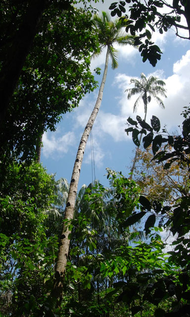 personal diary: Foto kampung